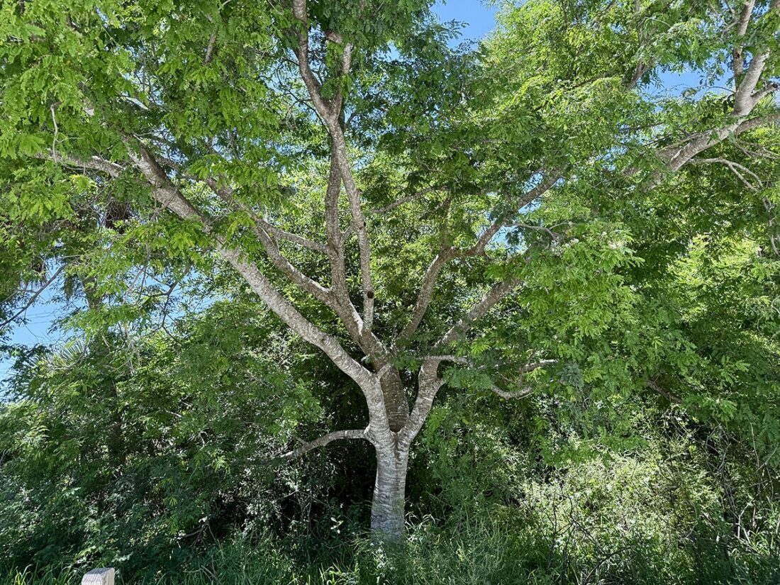 Wild tamarind provides habitat, shade - SANIBEL-CAPTIVA - Island ...